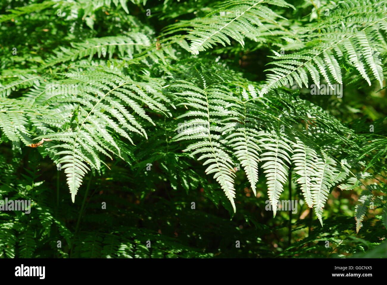 Fern leaves, pteridium aquilinum Stock Photo - Alamy