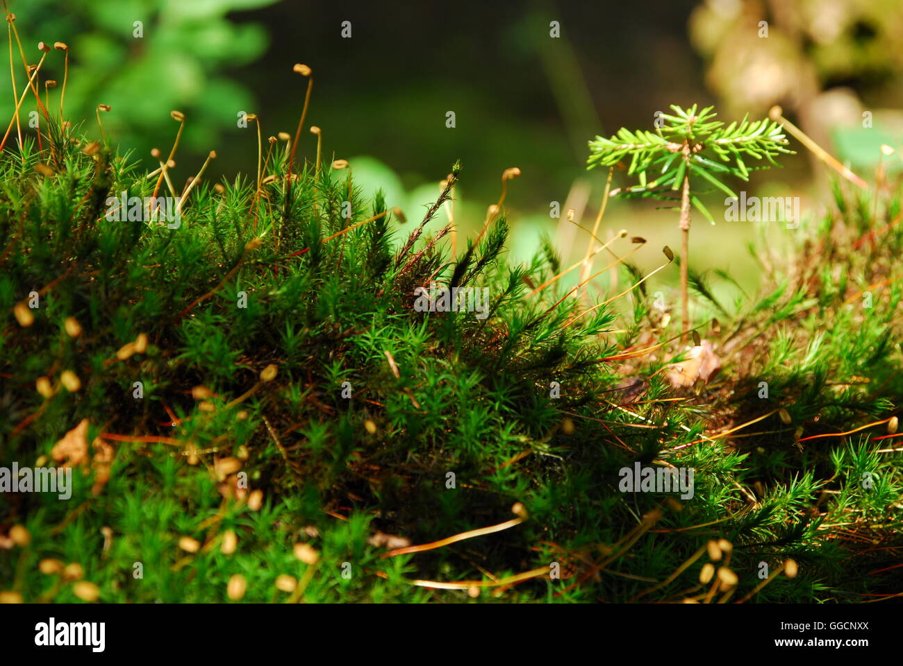 Green moss, bryophyta Stock Photo - Alamy
