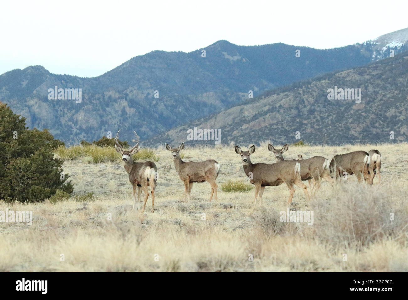 Mule deer desert hi-res stock photography and images - Alamy