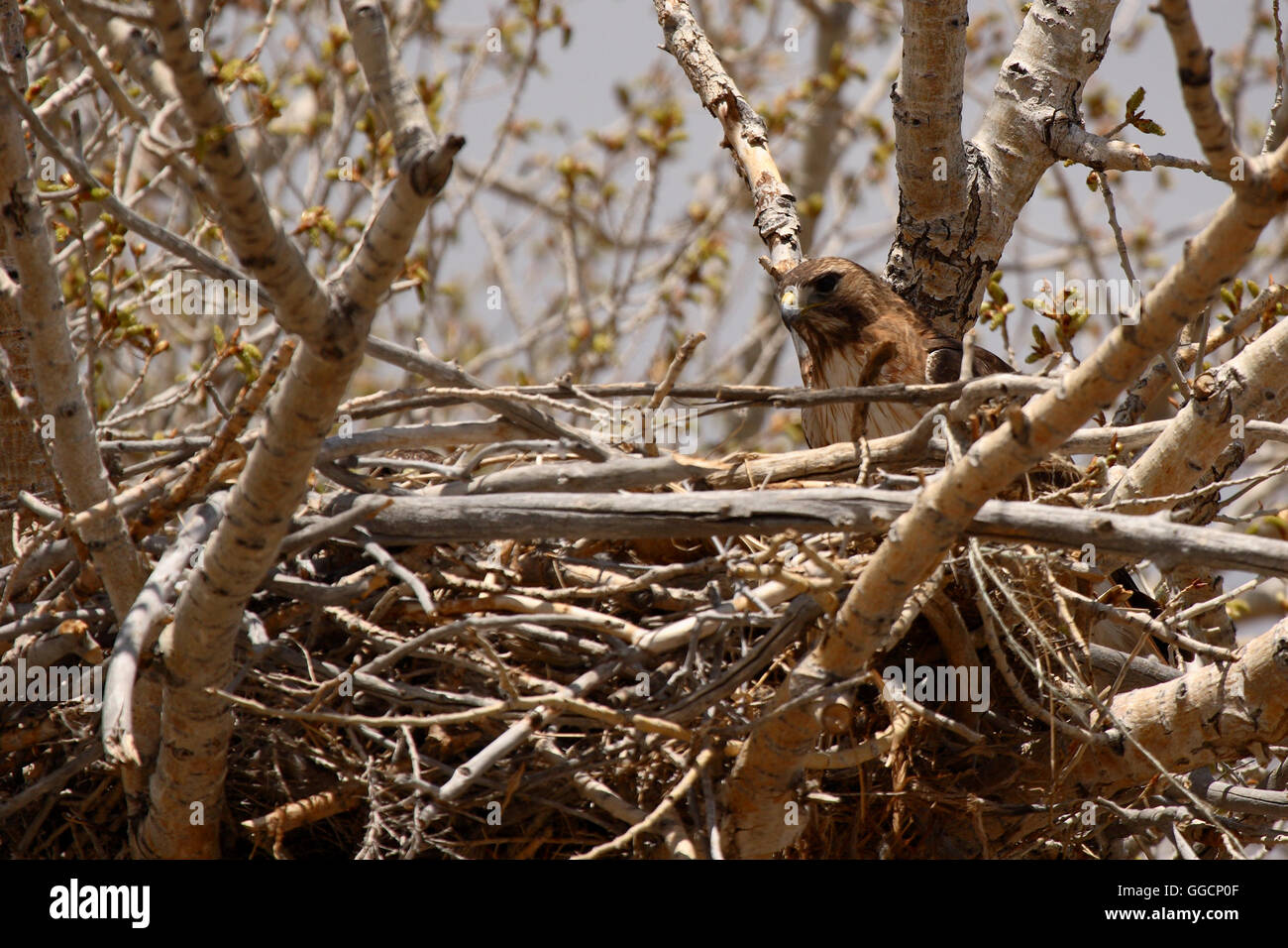 RF? A Red-tailed Hawk on its nest Stock Photo - Alamy