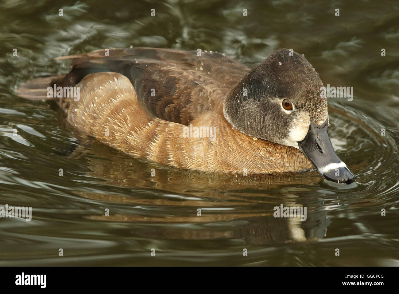 Hen Ringneck
