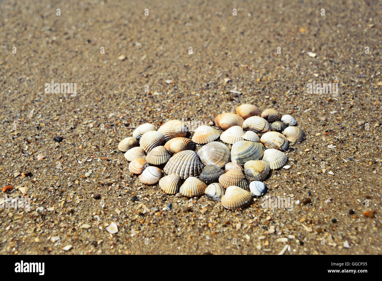 Heart made shells on beach hi-res stock photography and images - Alamy