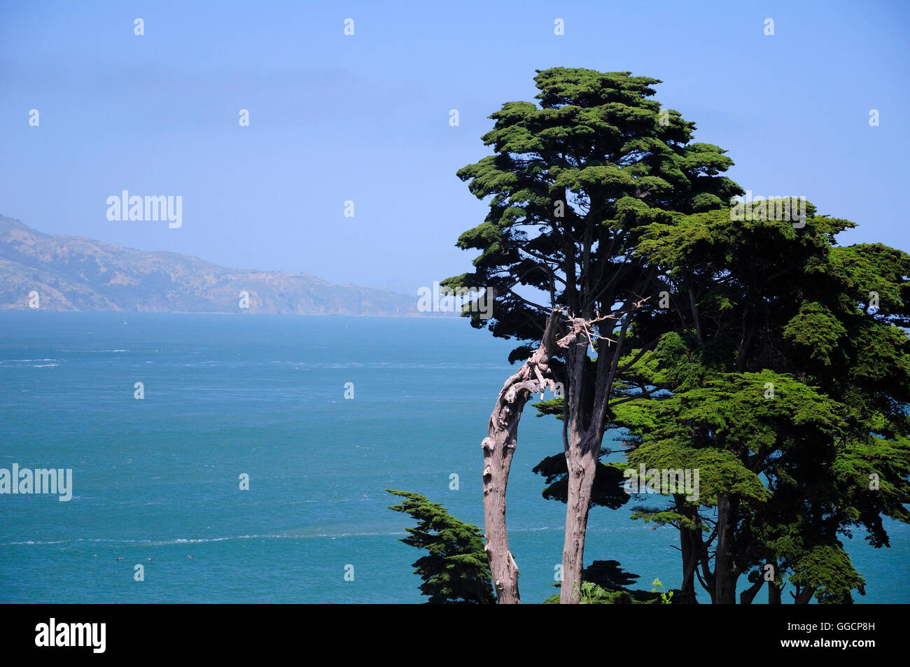 A lone tree standing against the Marin Hills and San Francisco Bay in ...