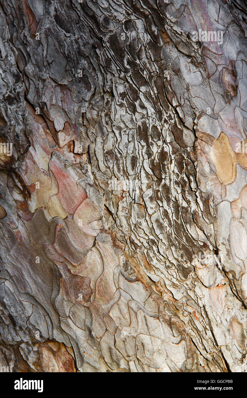 colorful rind of a tree as natural bright background Stock Photo - Alamy