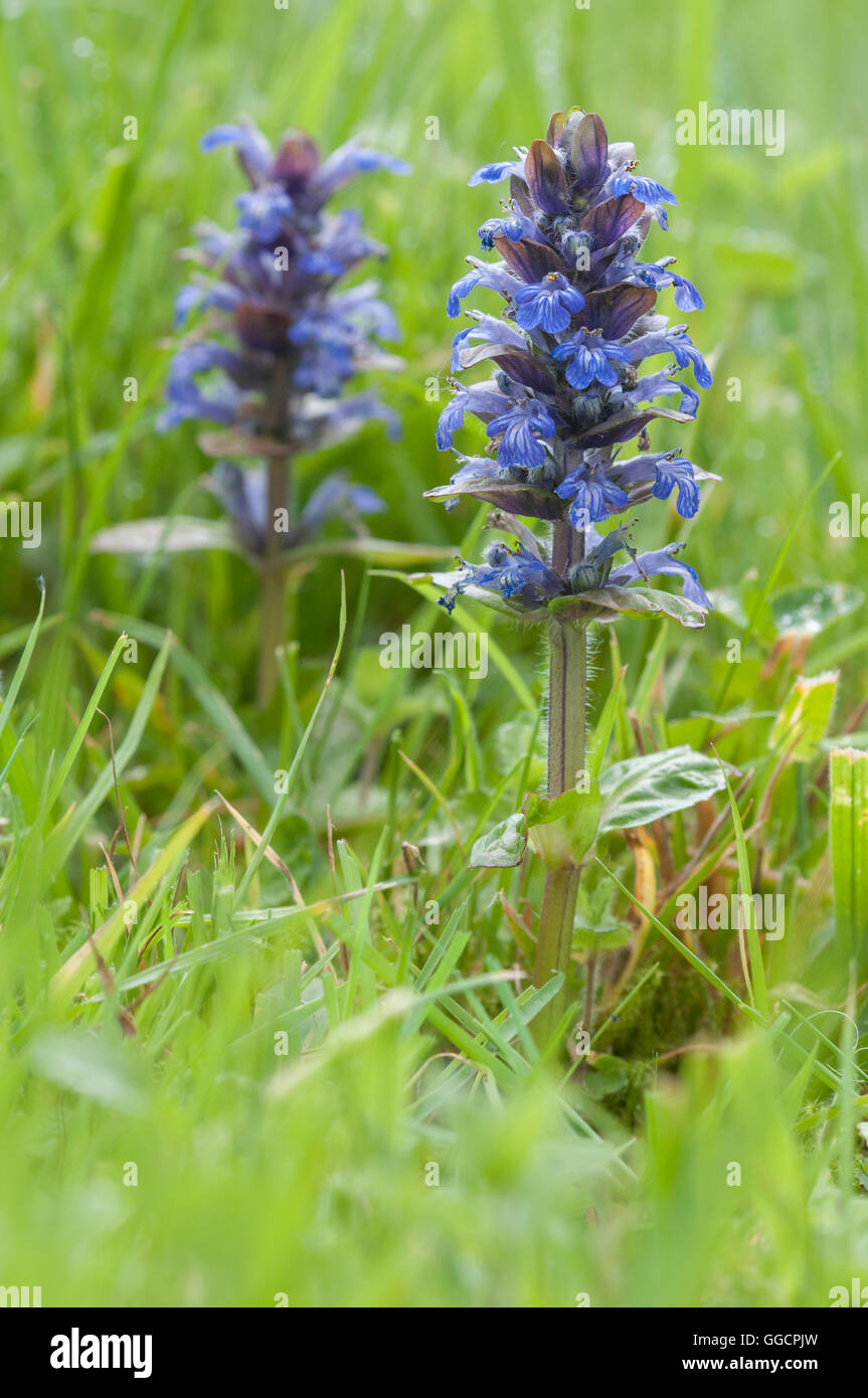 Bugle flowers hi-res stock photography and images - Alamy