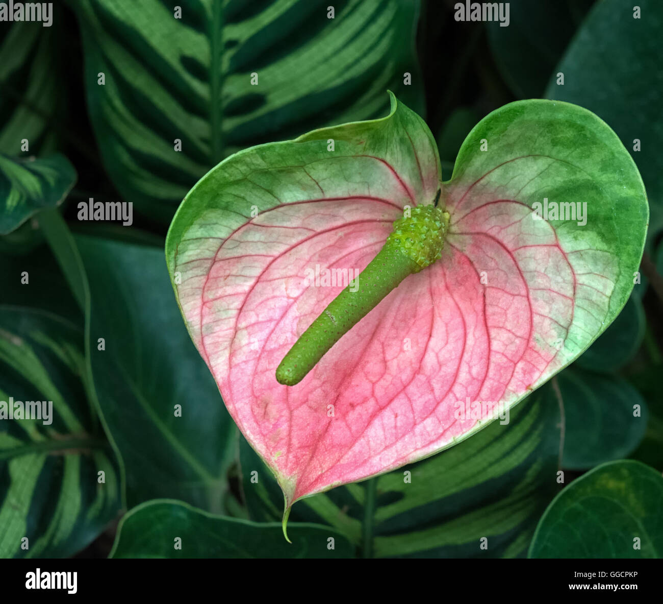 A green stemen is surrounded by a pink petal which sweeps around it ...