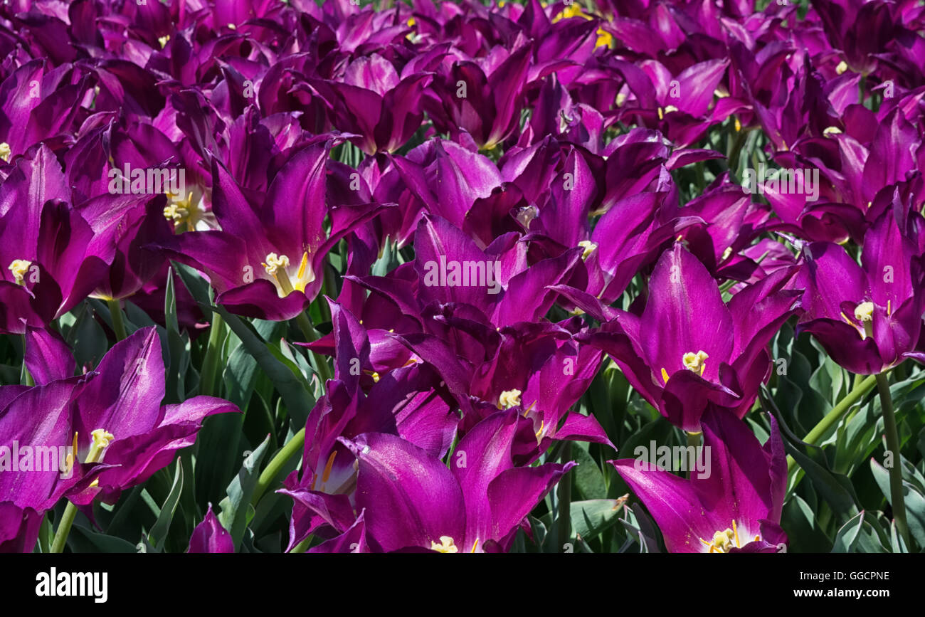 A field of tulips produced bright purple cups Stock Photo - Alamy