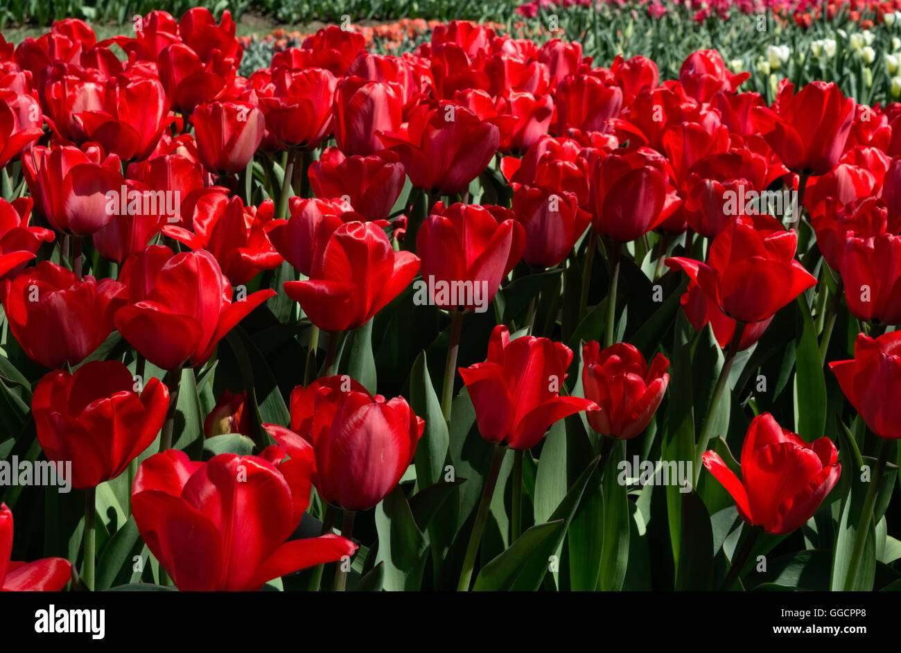 Bright red blooms top blooming tulips Stock Photo - Alamy