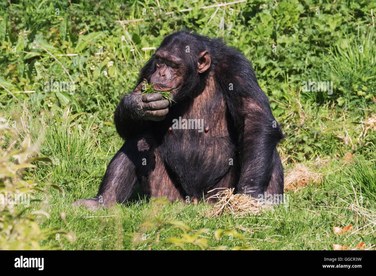 Chimpanzee munching grass Stock Photo - Alamy