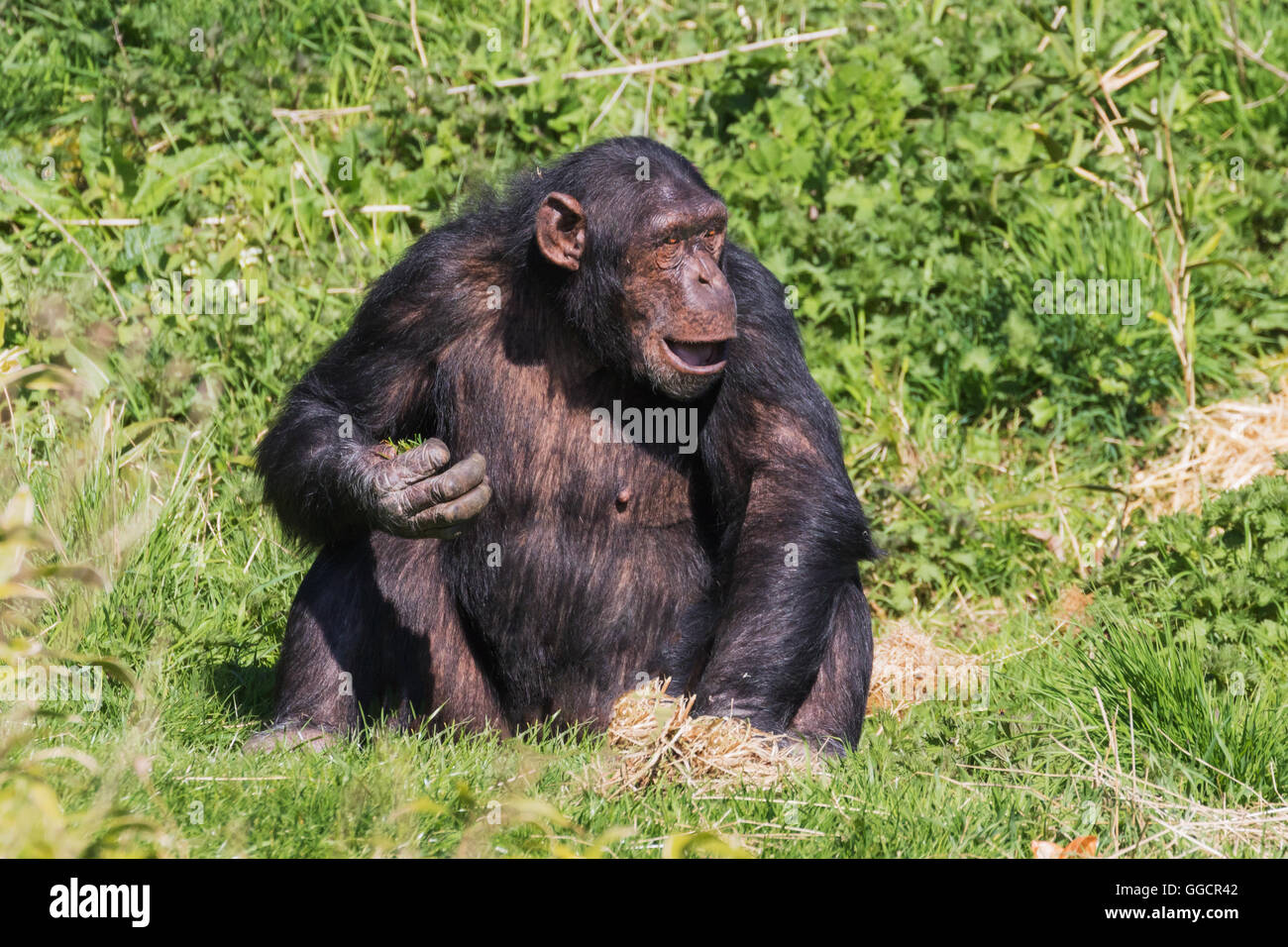 Chimp in the grass Stock Photo - Alamy