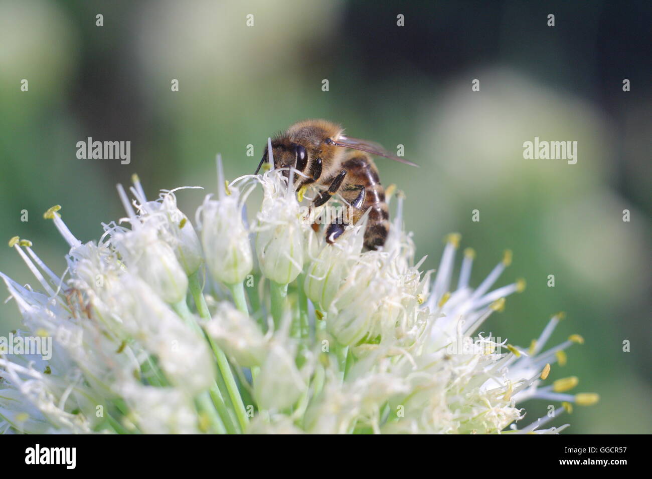 Pollination by animals hi-res stock photography and images - Alamy