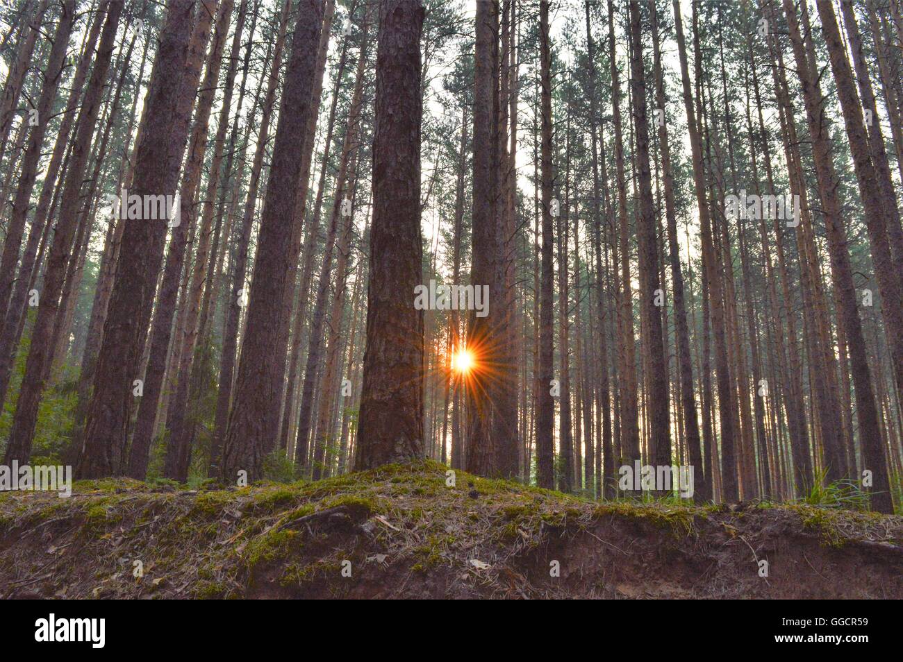 Morning sun through trunks of trees Stock Photo - Alamy