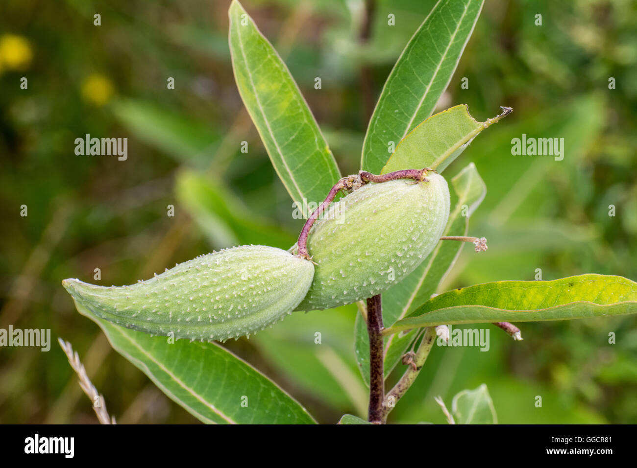 Milkweed Pods On A Stem in the summer Stock Photo - Alamy