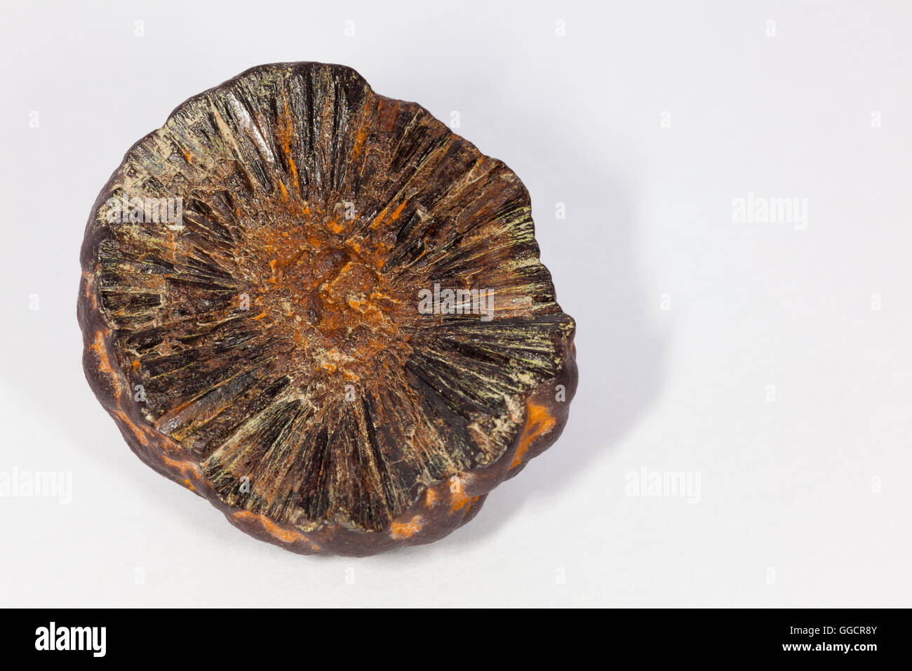 Iron pyrite nodule or concretion, FeS2, from beach at East Wear Bay ...