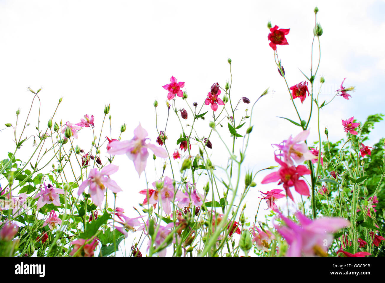 purple flowers color ping Stock Photo - Alamy