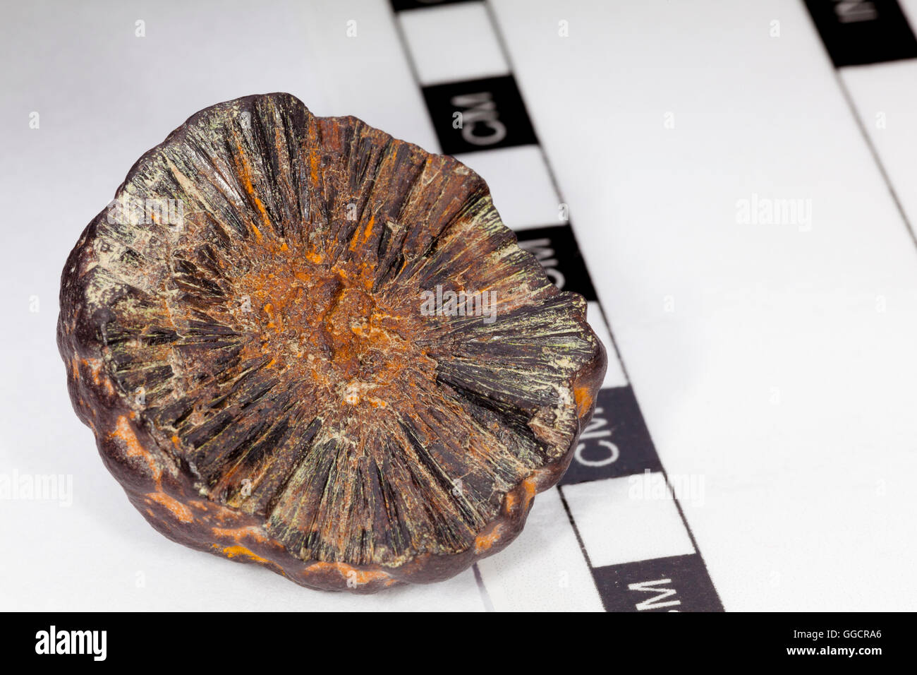 Iron pyrite nodule or concretion, FeS2, from beach at East Wear Bay ...