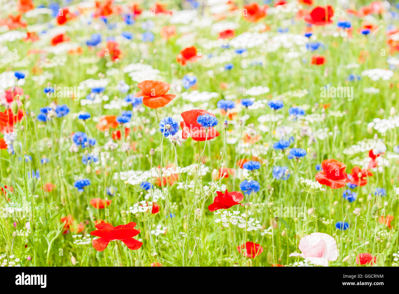 Field red blue and whit flowers amongst green undergrowth Stock Photo ...