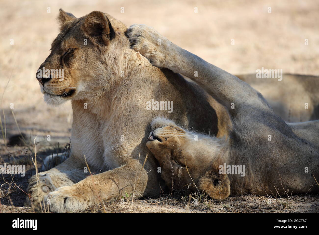 Cuddly cats hi-res stock photography and images - Alamy