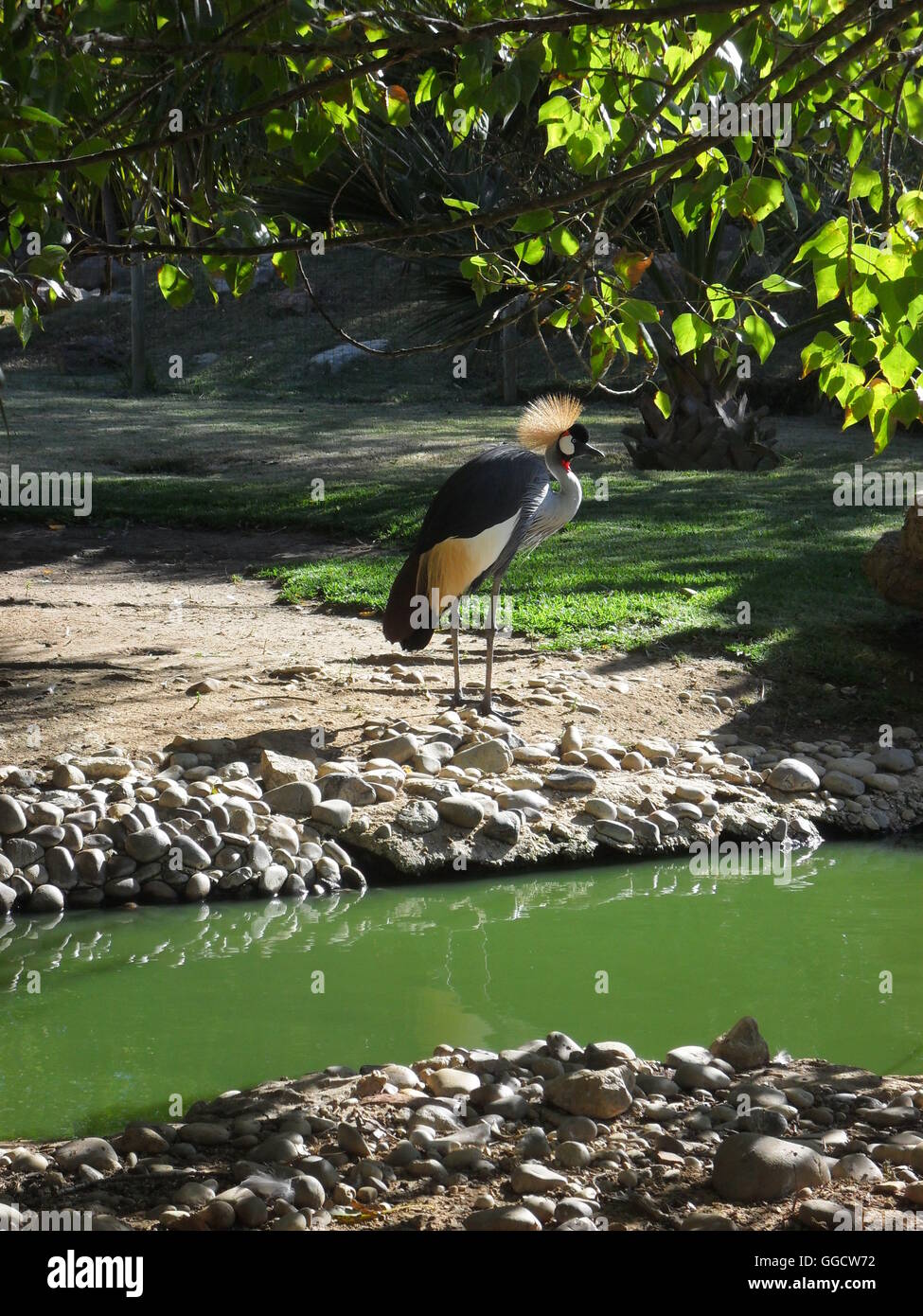 A big bird standing near a green lake Stock Photo - Alamy