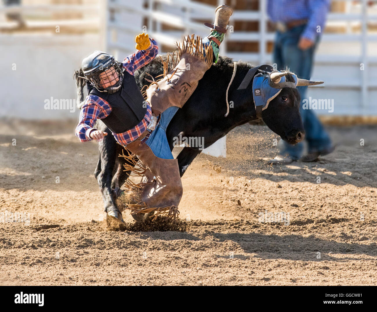Young cowboy riding a small bull in the Junior Steer Riding competition ...