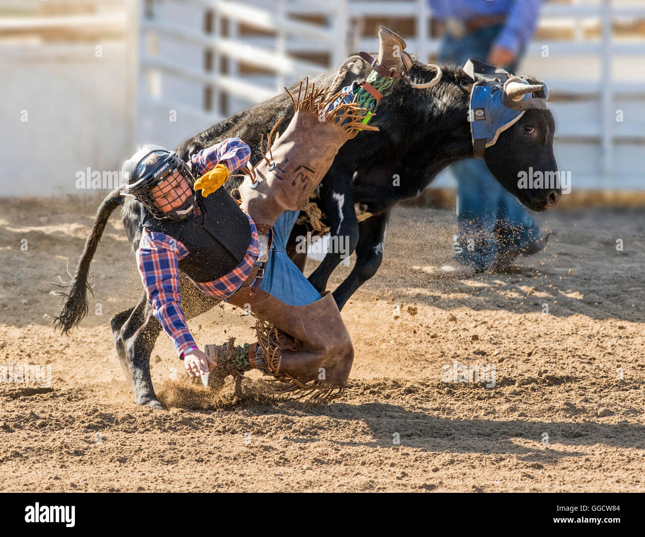 Young cowboy riding a small bull in the Junior Steer Riding competition ...