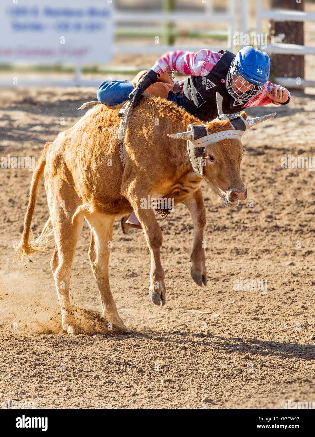 Young cowboy riding a small bull in the Junior Steer Riding competition ...
