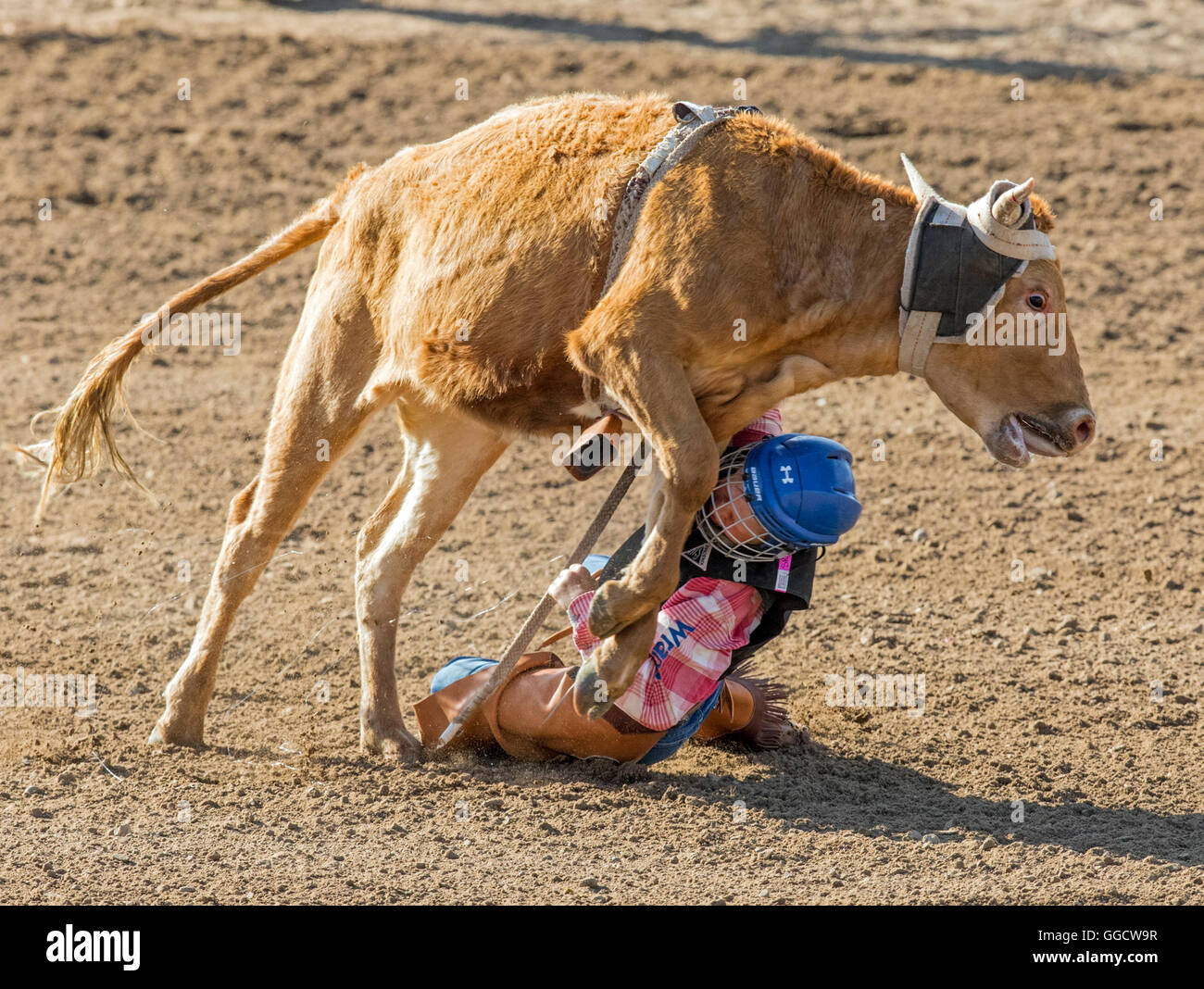 Young cowboy riding a small bull in the Junior Steer Riding competition ...