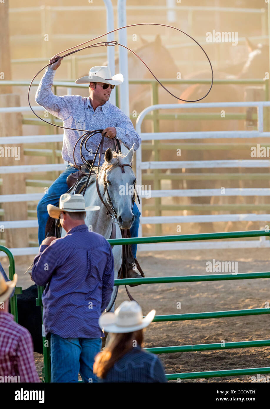 Rodeo cowboy on horseback competing in team calf roping, or tie-down ...