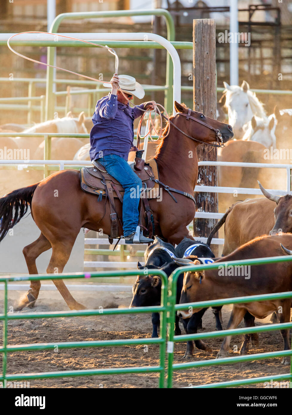Rodeo cowboy on horseback competing in team calf roping, or tie-down ...