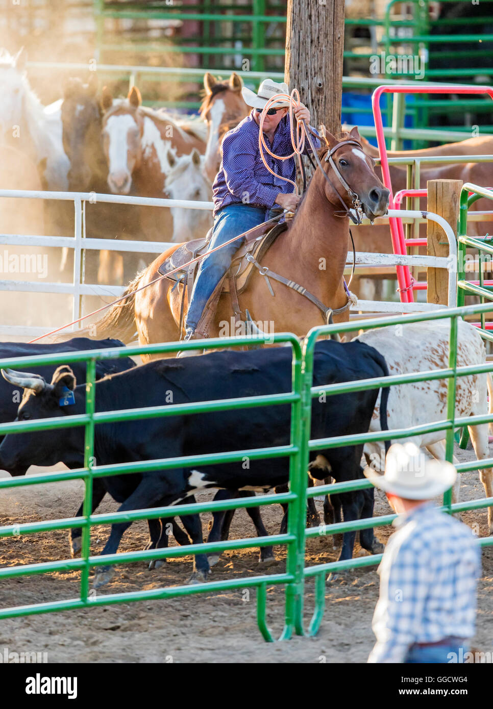 Rodeo cowboy on horseback competing in team calf roping, or tie-down ...