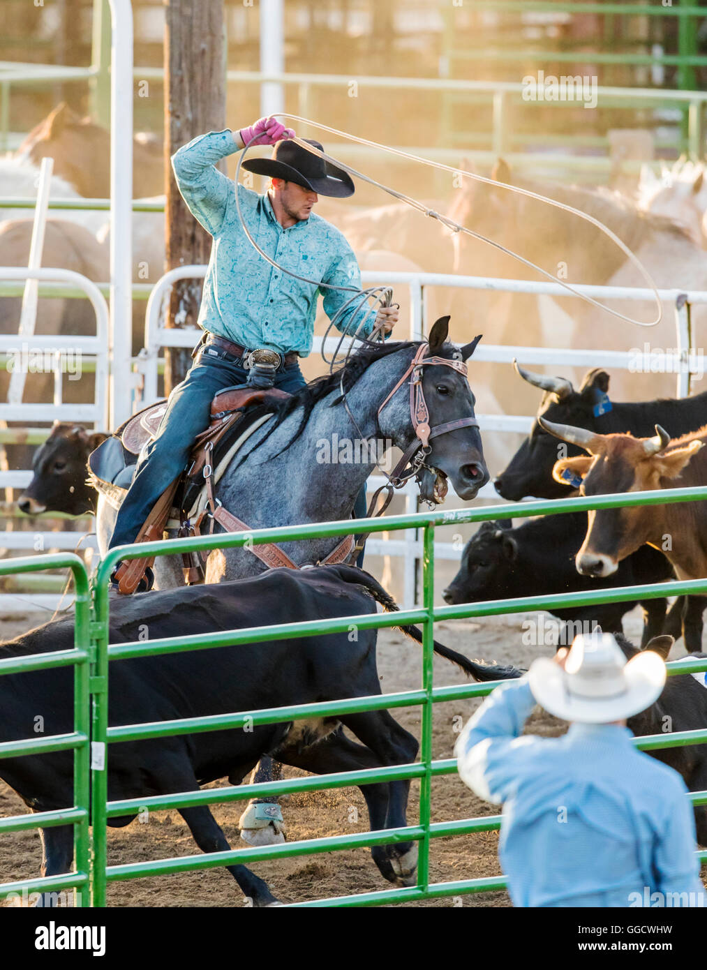 Rodeo cowboy on horseback competing in team calf roping, or tie-down ...