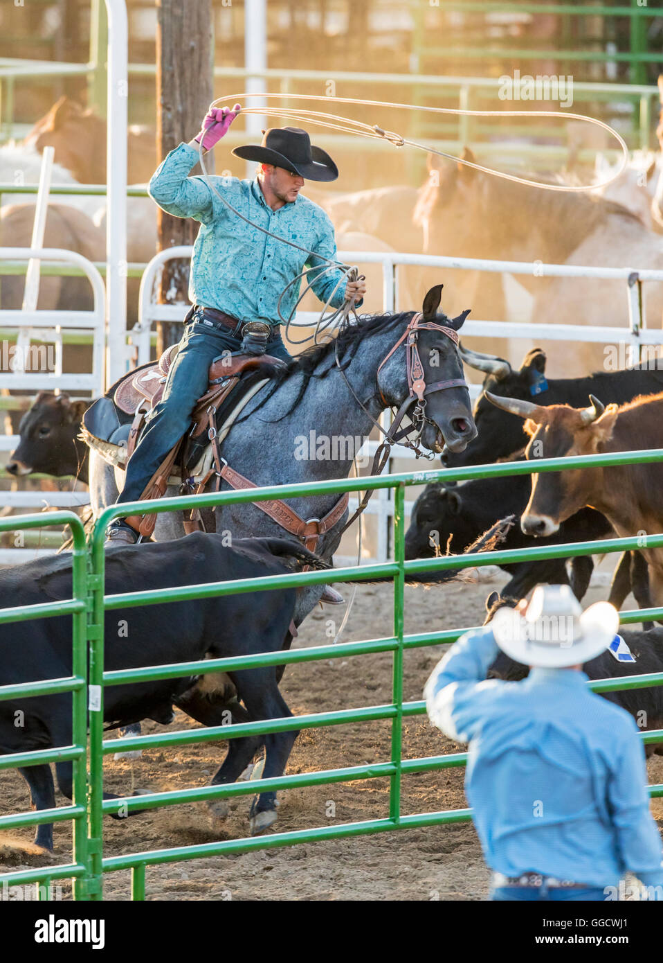 Rodeo cowboy on horseback competing in team calf roping, or tie-down ...