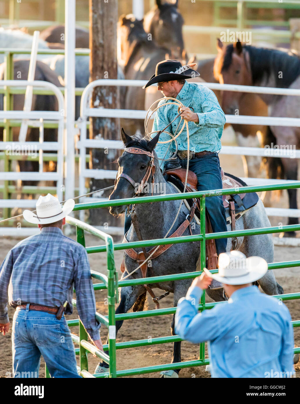 Rodeo cowboy on horseback competing in team calf roping, or tie-down ...