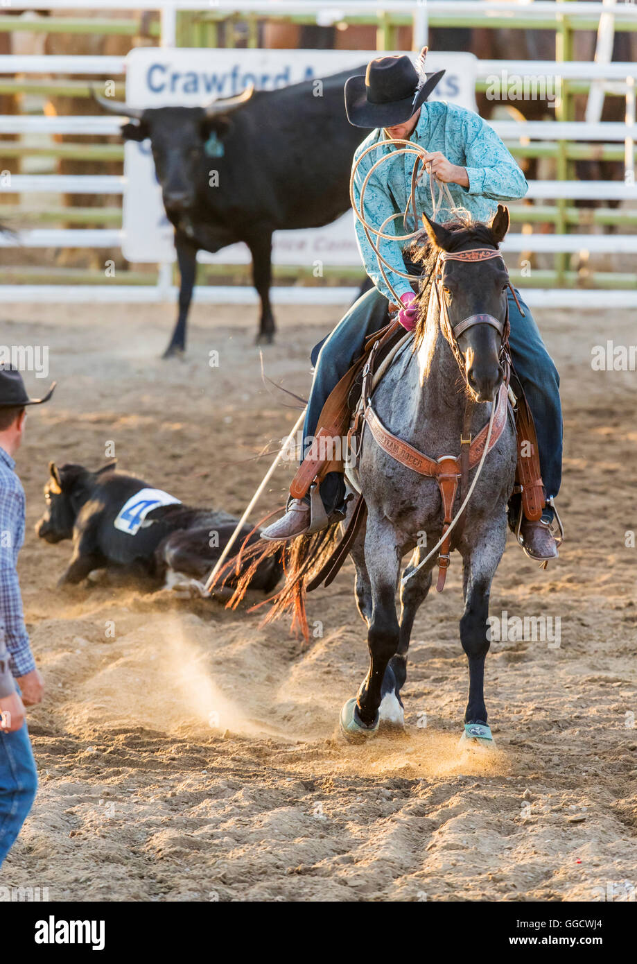 Rodeo cowboy on horseback competing in team calf roping, or tie-down ...