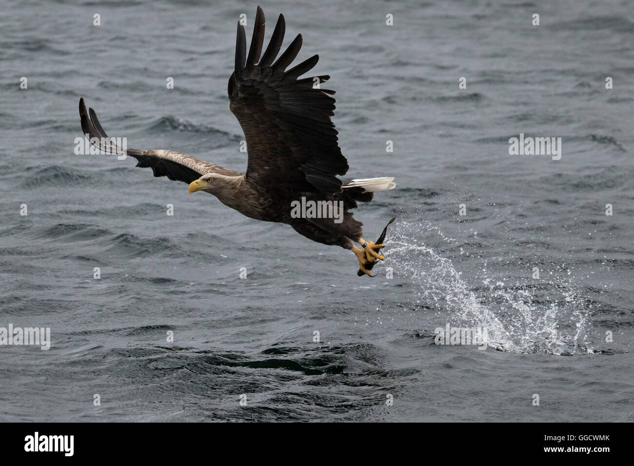 Eagle grabbing fish hi-res stock photography and images - Alamy