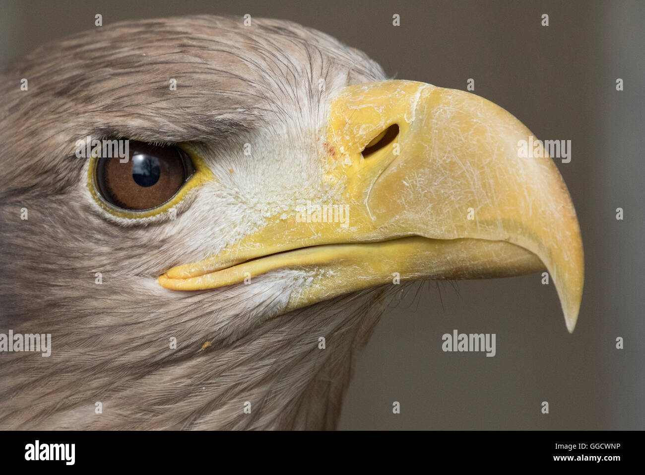 White-tailed eagle close up of face Stock Photo - Alamy