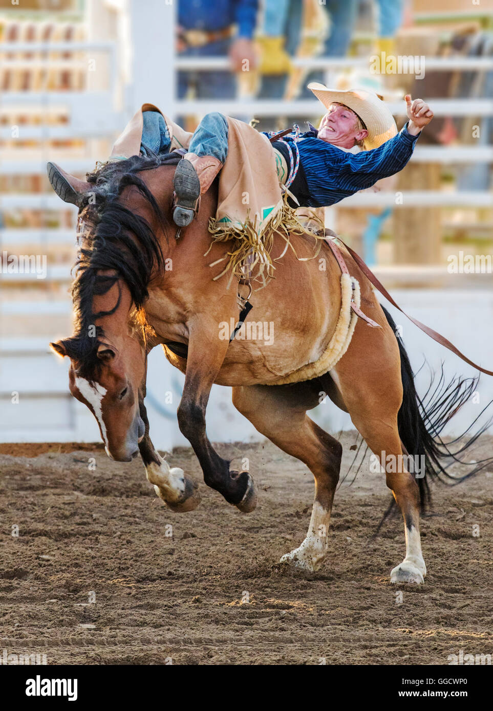 Rodeo cowboy riding a bucking horse, saddle bronc competition, Chaffee ...
