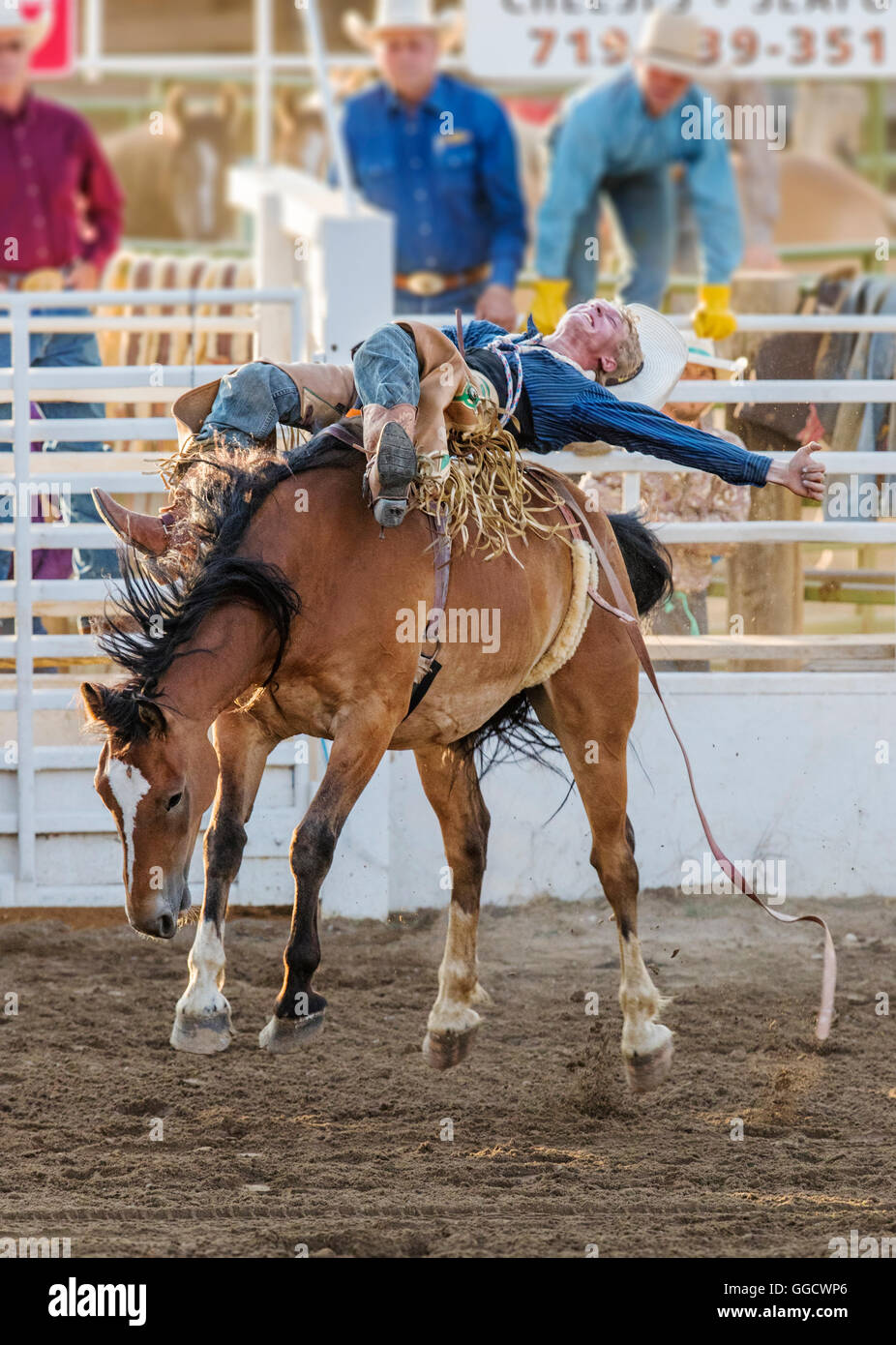 Rodeo cowboy riding a bucking horse, saddle bronc competition, Chaffee ...