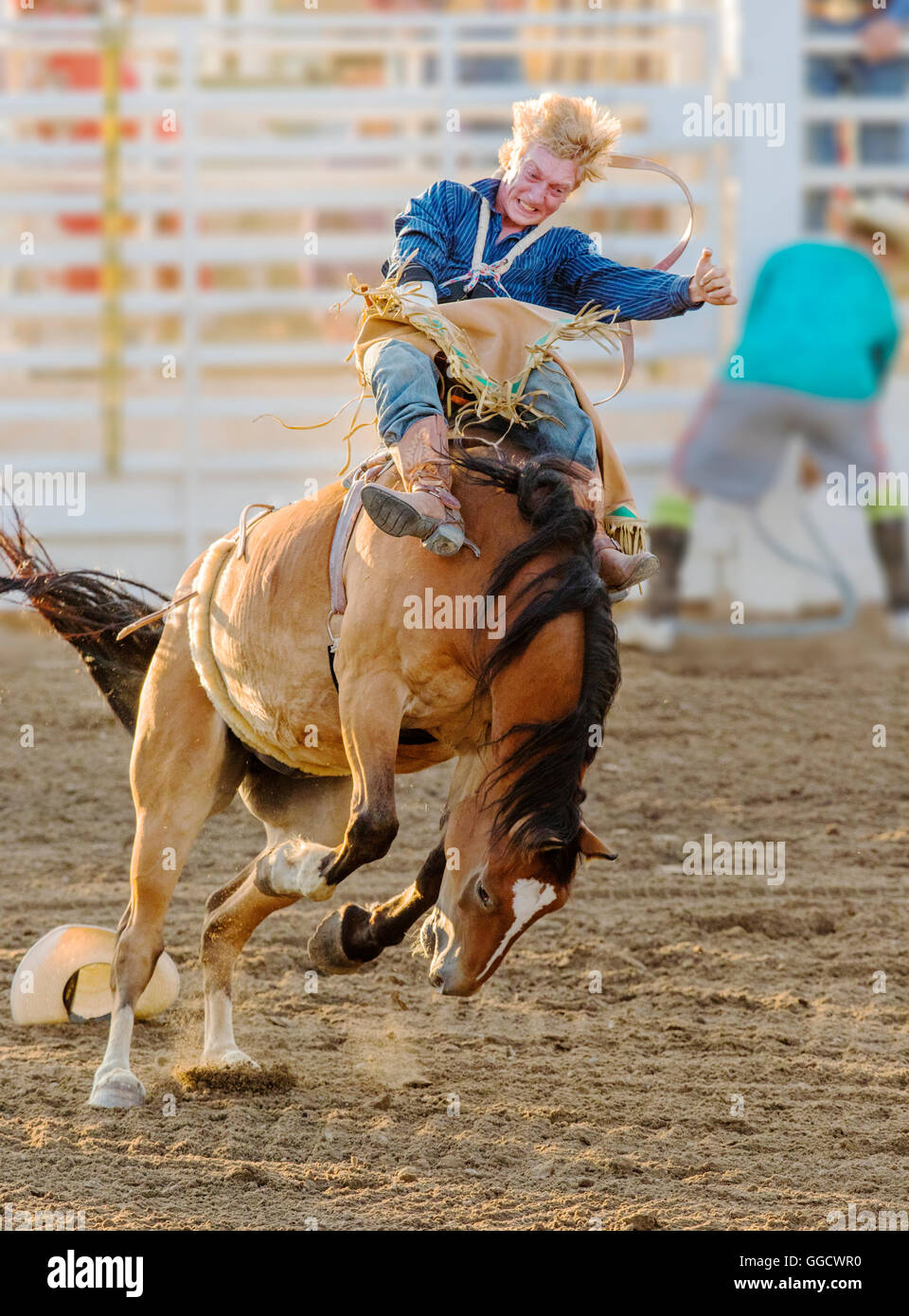 Rodeo cowboy riding a bucking horse, saddle bronc competition, Chaffee ...