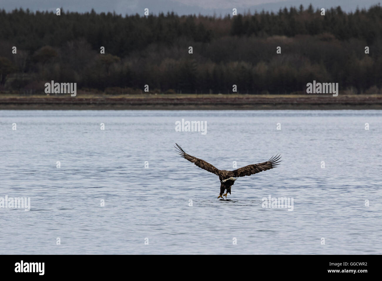 White-tailed eagle snatching fish from the water Stock Photo - Alamy