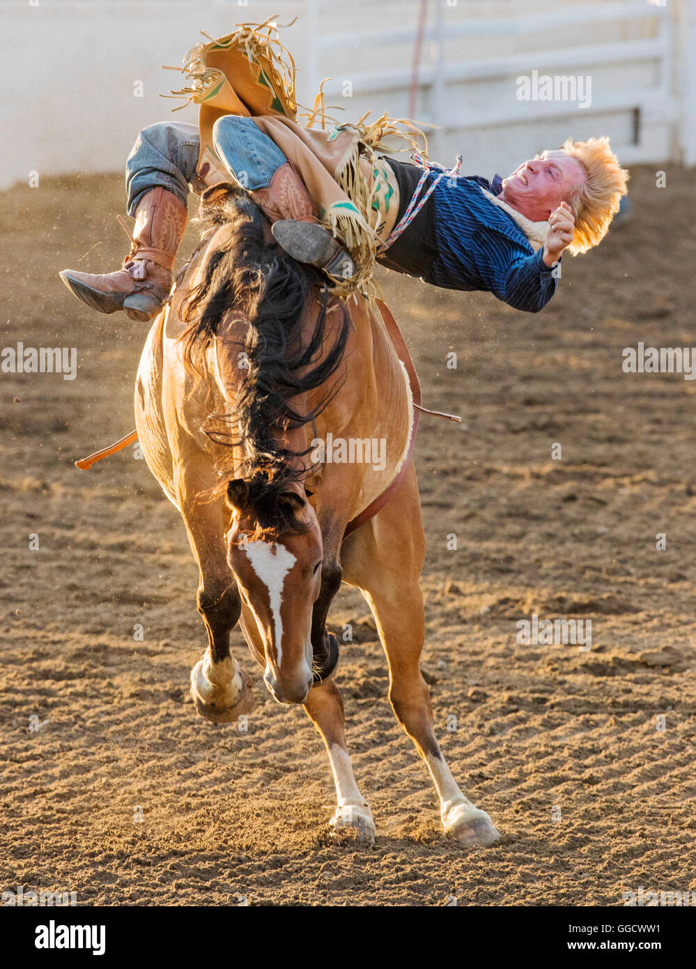 Rodeo cowboy riding a bucking horse, saddle bronc competition, Chaffee ...
