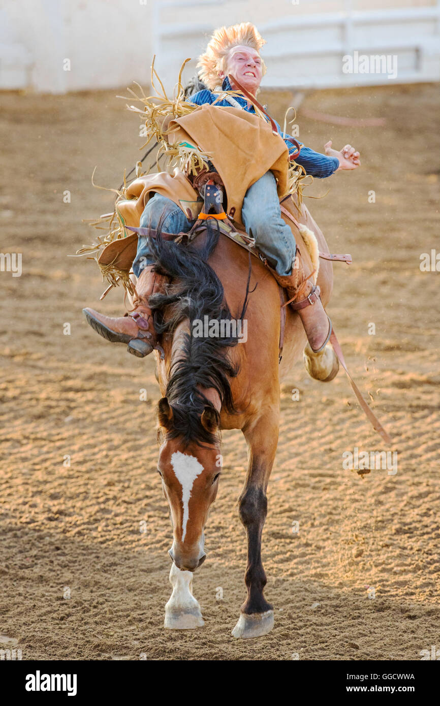 Rodeo cowboy riding a bucking horse, saddle bronc competition, Chaffee ...
