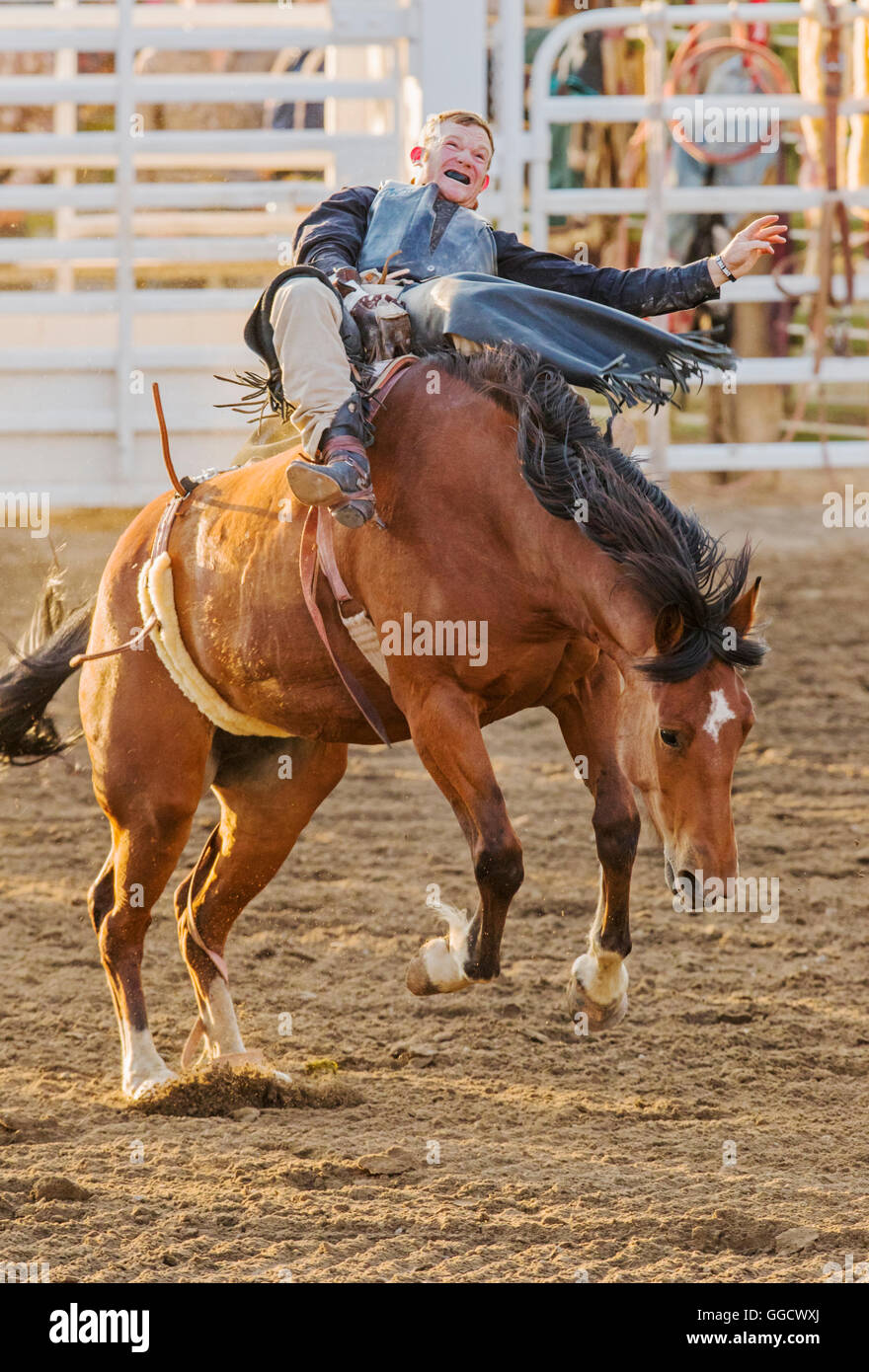 Rodeo cowboy riding a bucking horse, saddle bronc competition, Chaffee ...