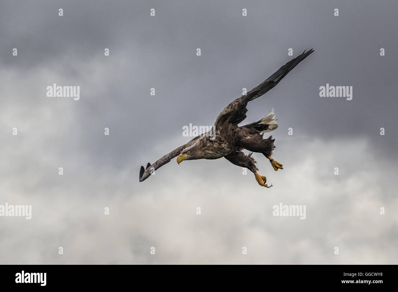 White-tailed eagle diving Stock Photo - Alamy