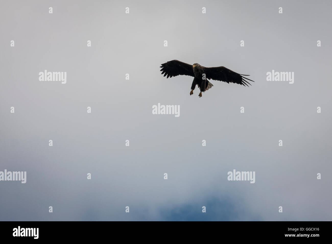 White-Tailed eagle with legs extended Stock Photo - Alamy