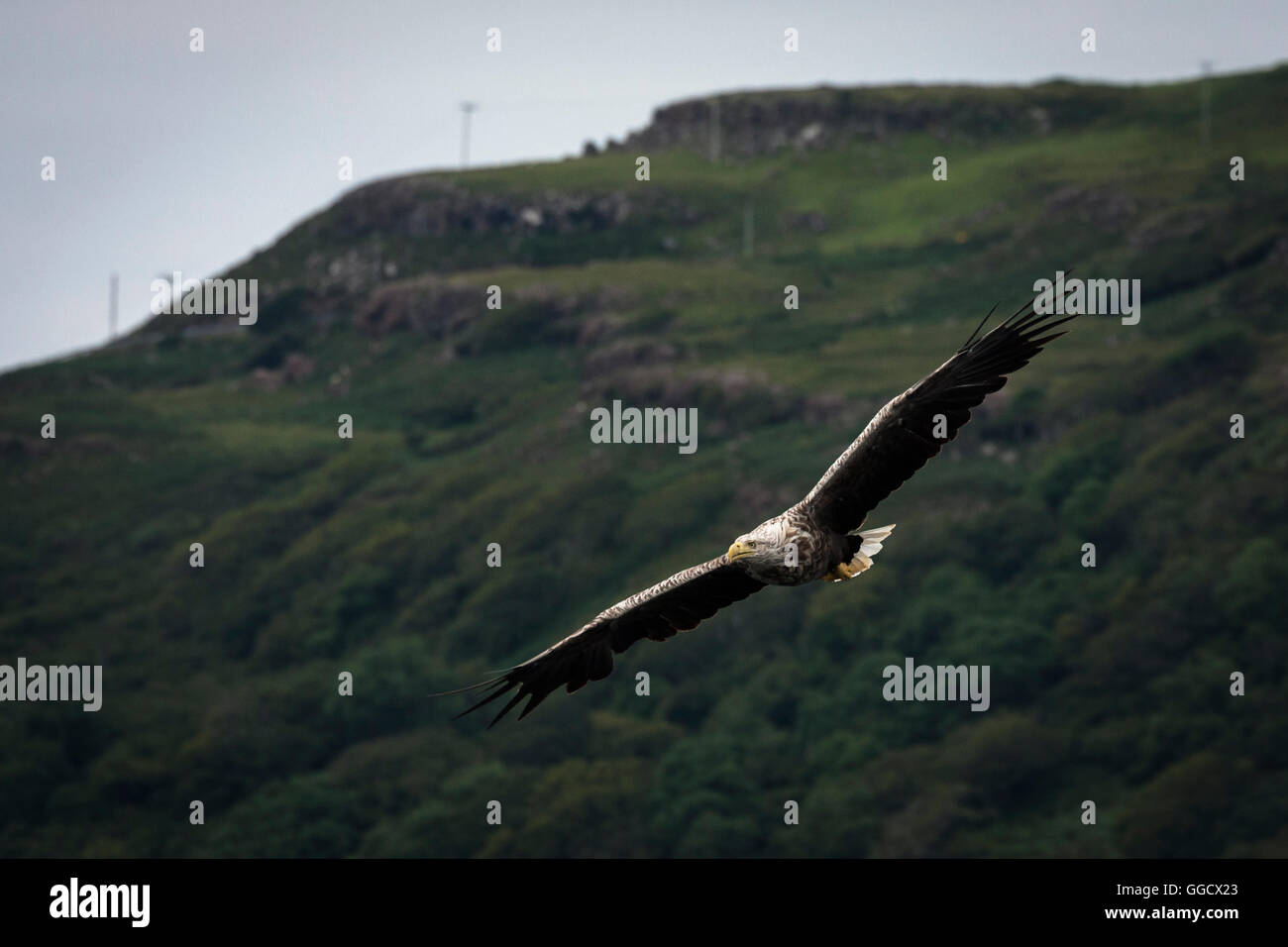 Flying golden eagle scotland hi-res stock photography and images - Alamy
