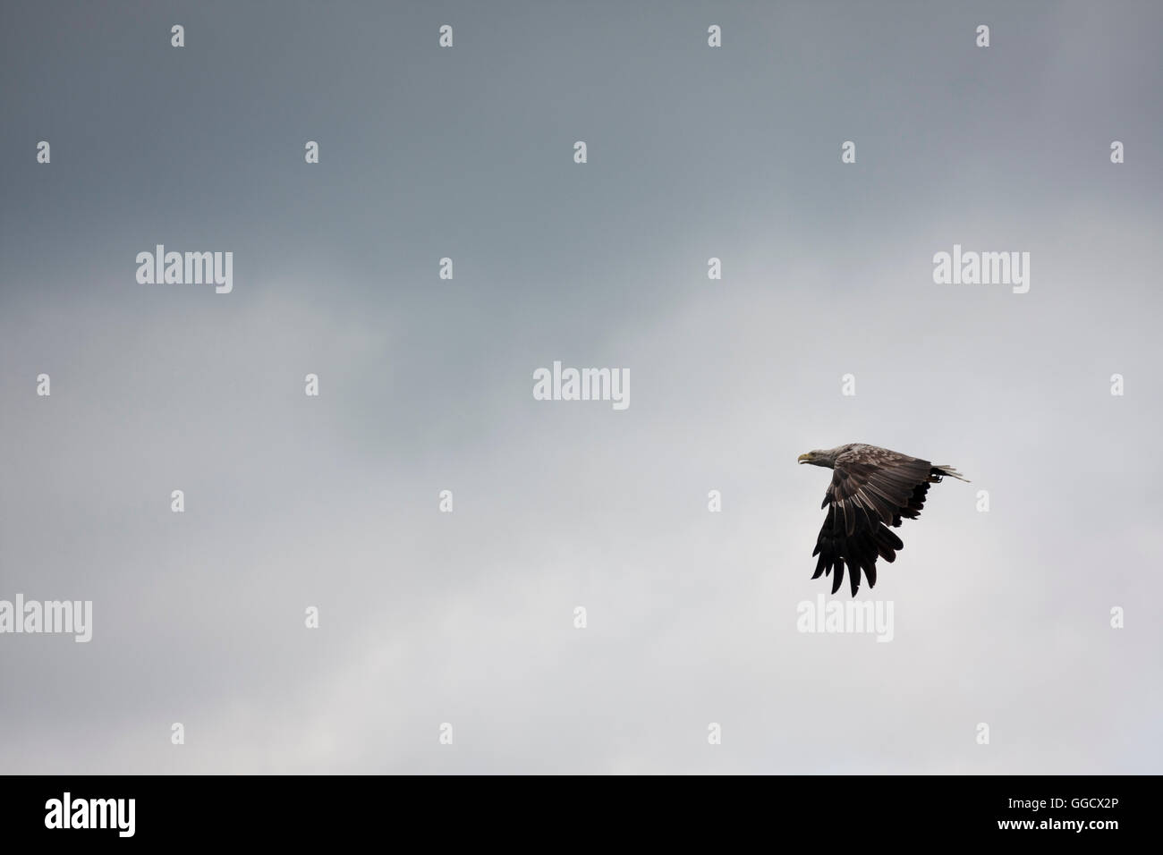 White-tailed eagle flying right to left Stock Photo - Alamy