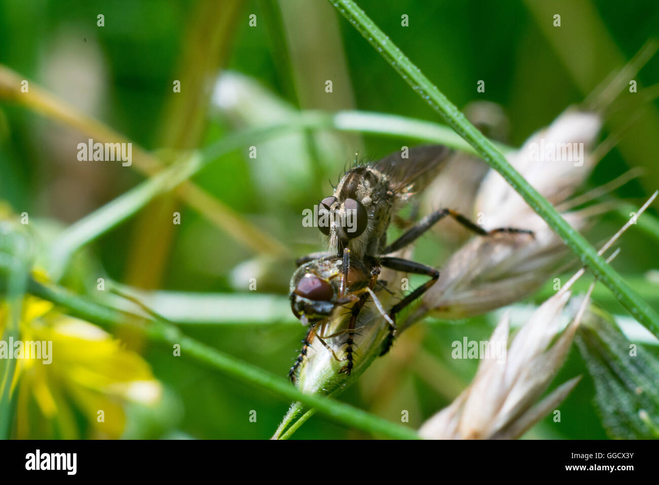 Fly eating another fly hi-res stock photography and images - Alamy