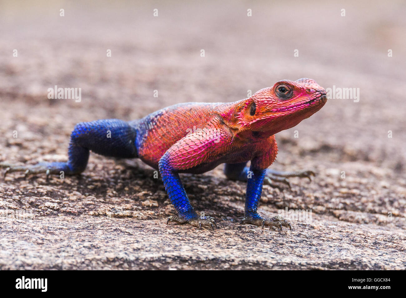 A male Mwanza flat-headed rock agama (Agama mwanzae) in breeding ...