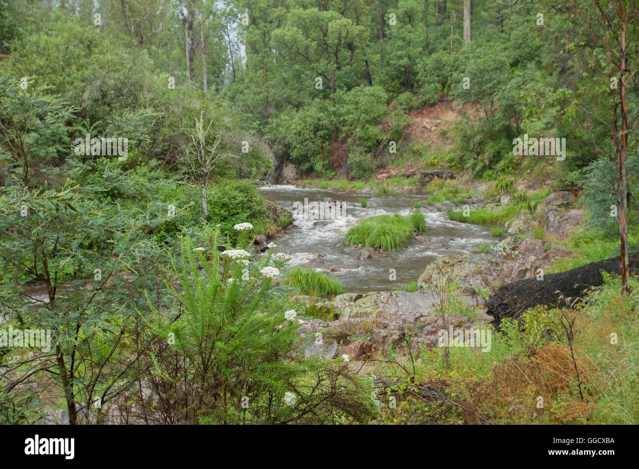 Bindaree hi-res stock photography and images - Alamy